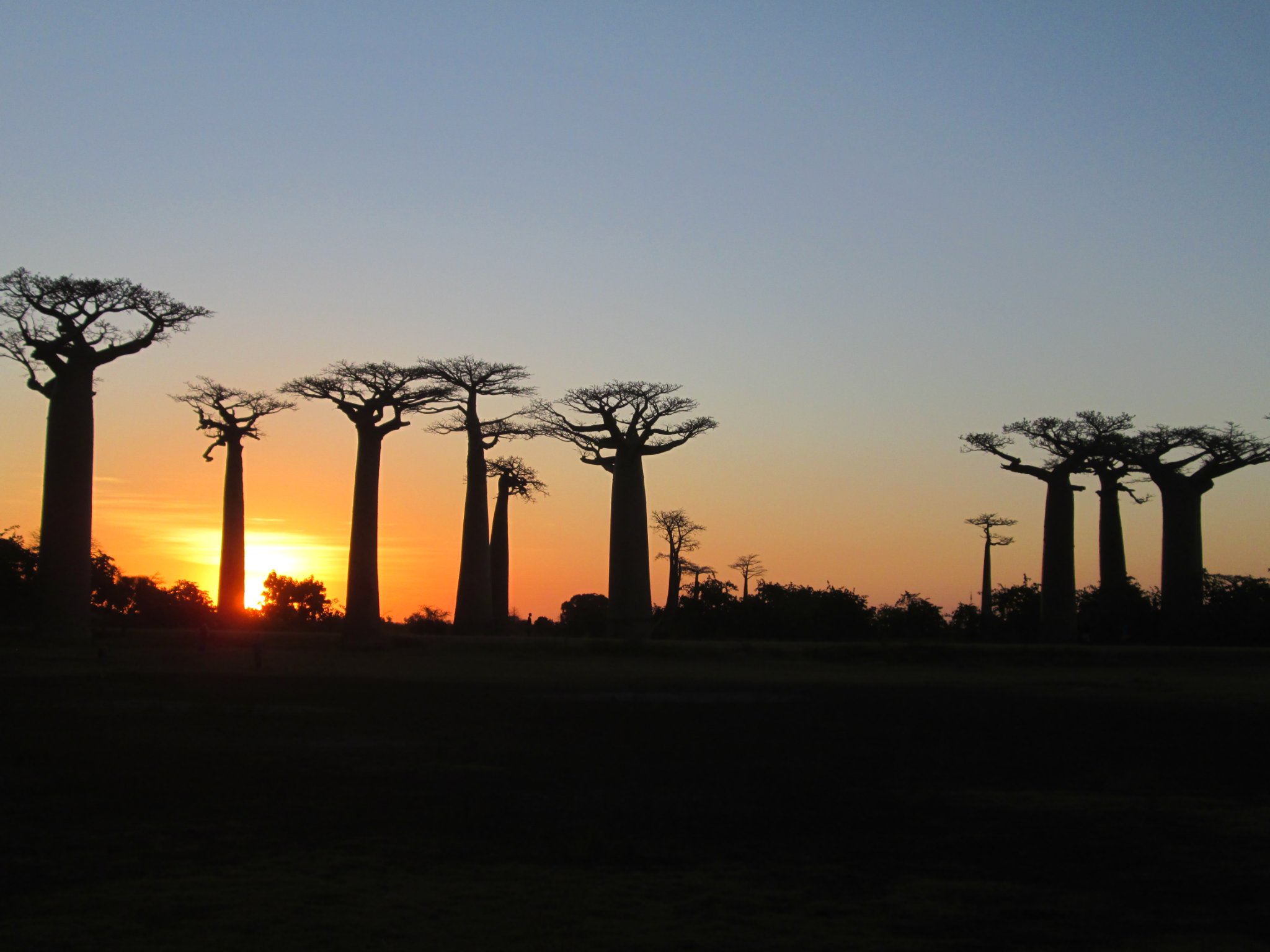 Baobabs and lemurs in Madagascar - pdxandbeyond.com
